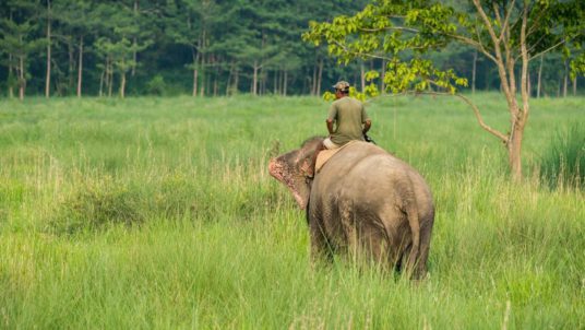 The elephant and the rider - how humans make decisions - The Big Bang ...